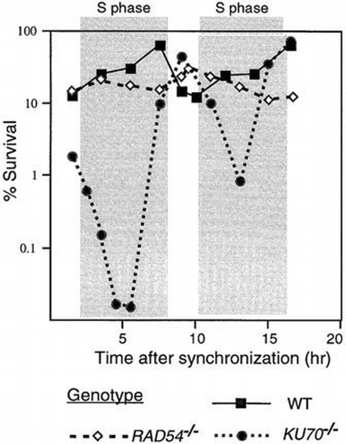 Homologous recombination and non‐homologous end‐joining pathways of DNA ...