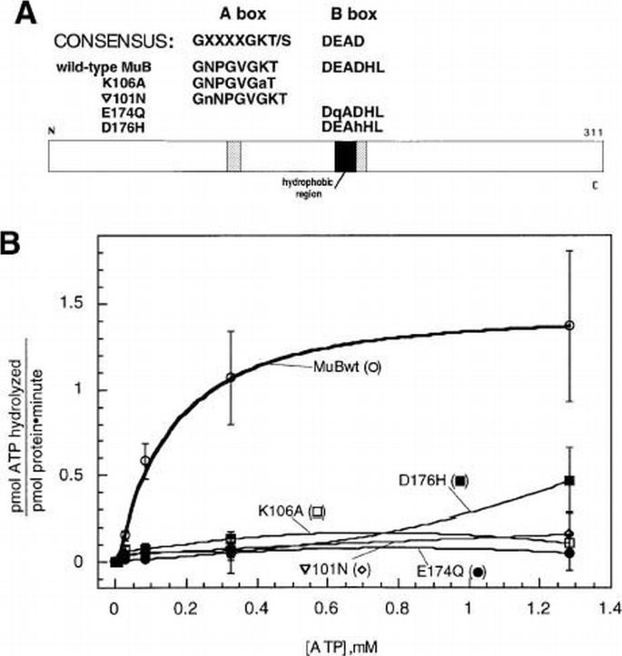 An ATP–ADP switch in MuB controls progression of the Mu transposition ...