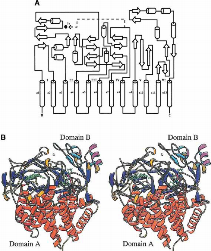 The crystal structure of the processive endocellulase CelF of ...