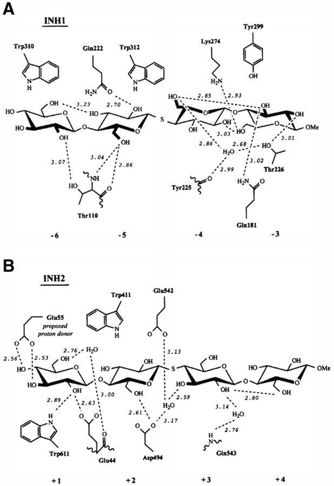 The crystal structure of the processive endocellulase CelF of ...