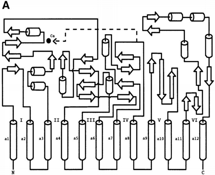 The crystal structure of the processive endocellulase CelF of ...