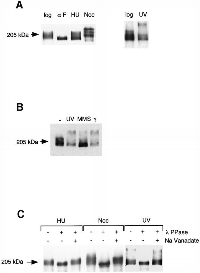 The budding yeast Rad9 checkpoint protein is subjected to Mec1/Tel1 ...