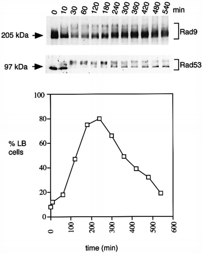 The budding yeast Rad9 checkpoint protein is subjected to Mec1/Tel1 ...