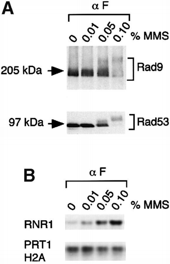The budding yeast Rad9 checkpoint protein is subjected to Mec1/Tel1 ...
