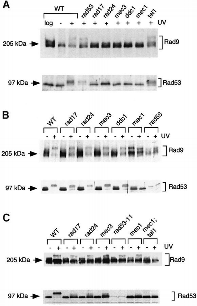 The budding yeast Rad9 checkpoint protein is subjected to Mec1/Tel1 ...