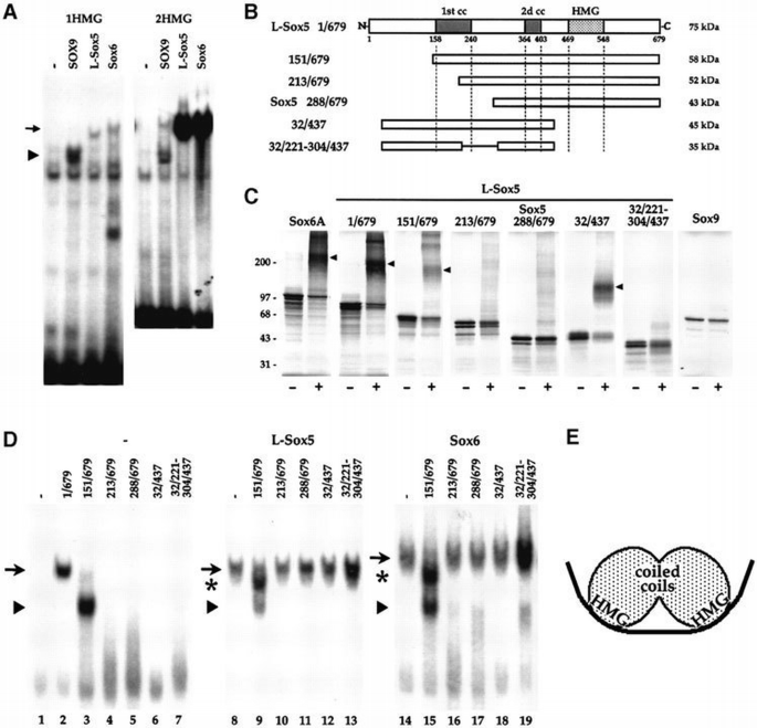 A new long form of Sox5 (L‐Sox5), Sox6 and Sox9 are coexpressed in ...