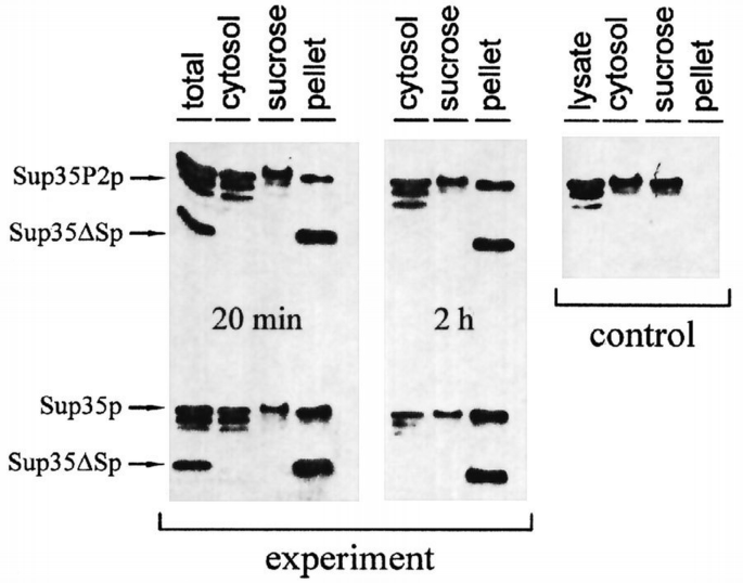 Mechanism of inhibition of Ψ+ prion determinant propagation by a ...