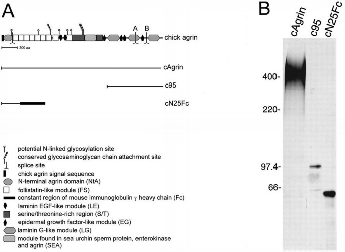 Electron microscopic structure of agrin and mapping of its binding site ...