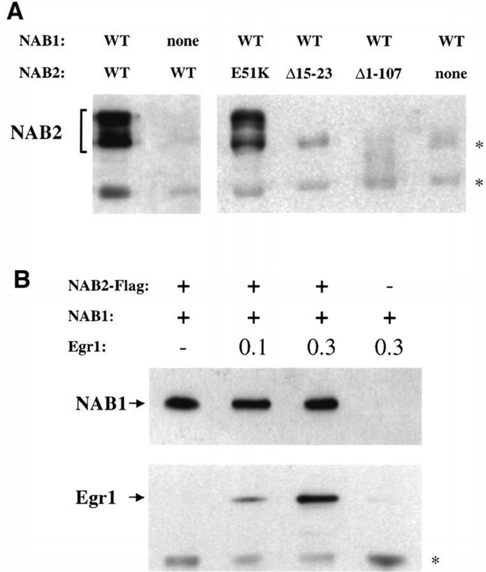 Novel mutants of NAB corepressors enhance activation by Egr ...
