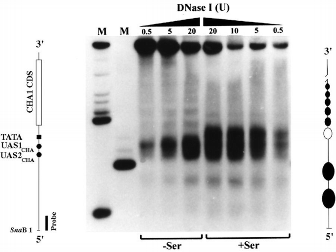 Nucleosome structure of the yeast CHA1 promoter: analysis of activation ...
