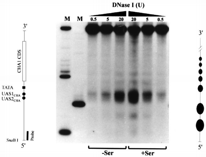 Nucleosome structure of the yeast CHA1 promoter: analysis of activation ...
