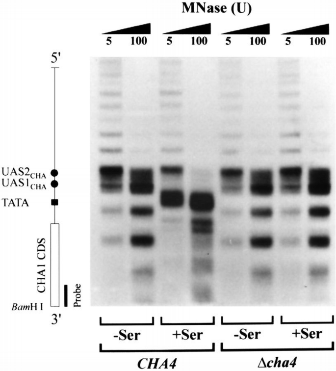 Nucleosome structure of the yeast CHA1 promoter: analysis of activation ...