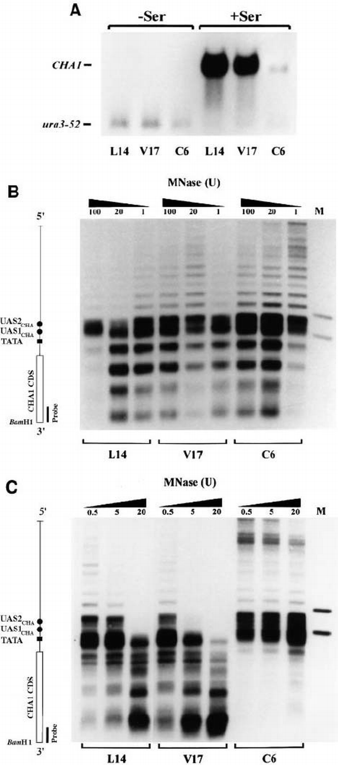 Nucleosome structure of the yeast CHA1 promoter: analysis of activation ...