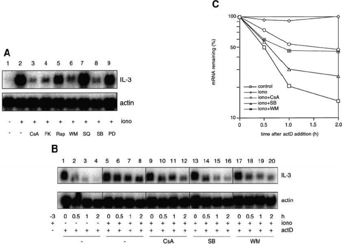 c‐jun N‐terminal kinase is involved in AUUUA‐mediated interleukin‐3 ...