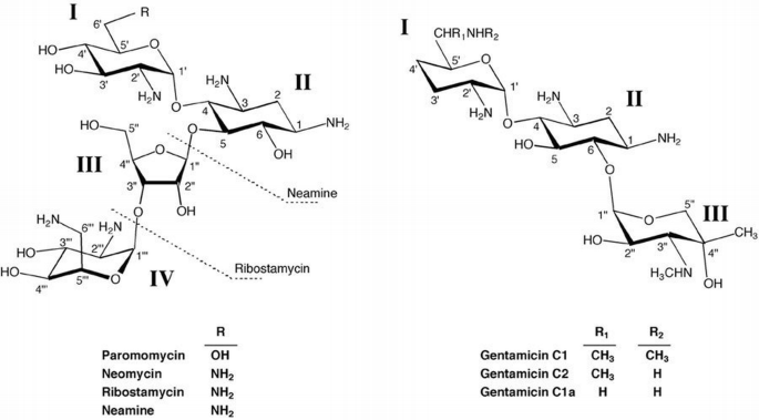 Structural origins of gentamicin antibiotic action | The EMBO Journal ...