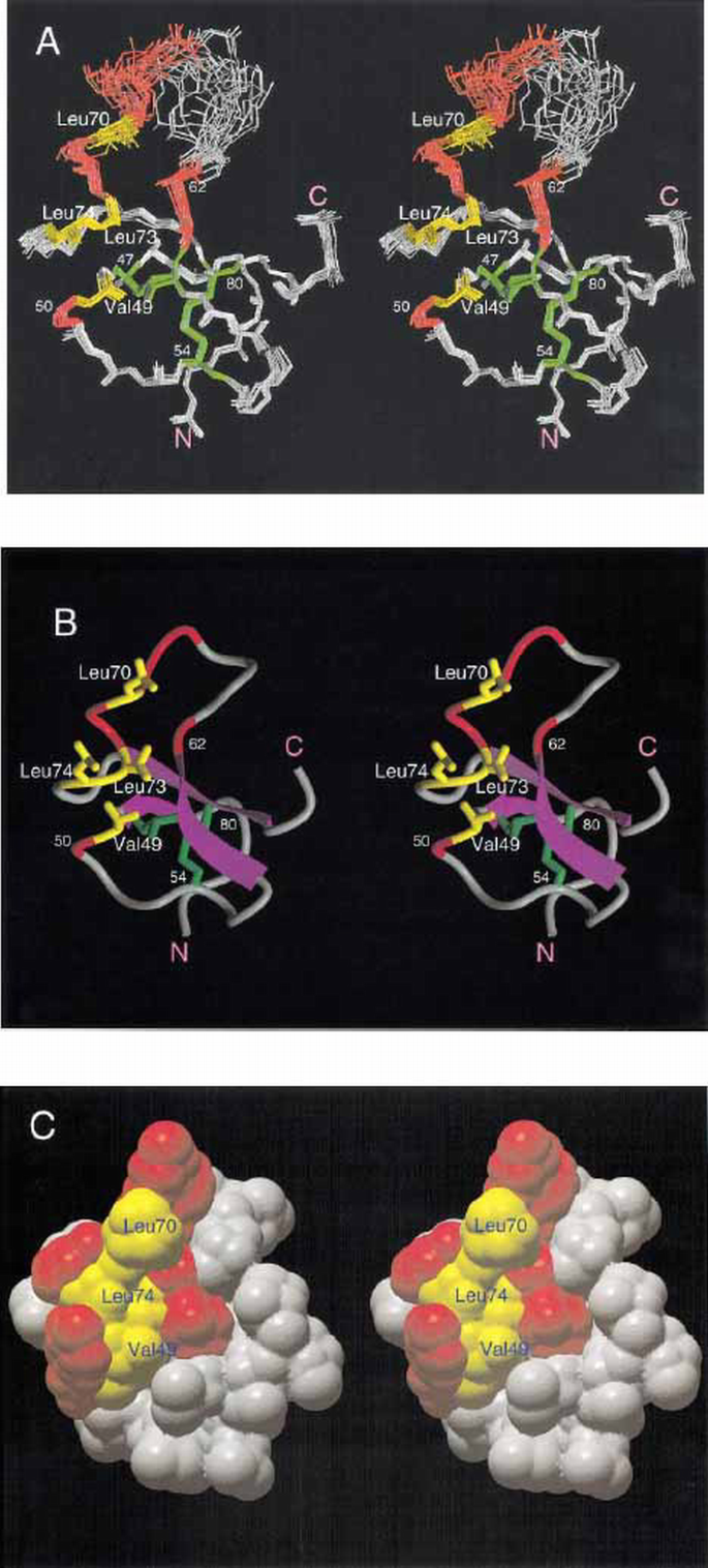 Structure of the IGF‐binding domain of the insulin‐like growth factor ...