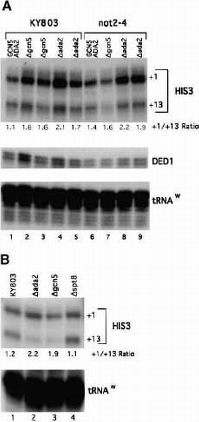 Association of distinct yeast Not2 functional domains with components ...
