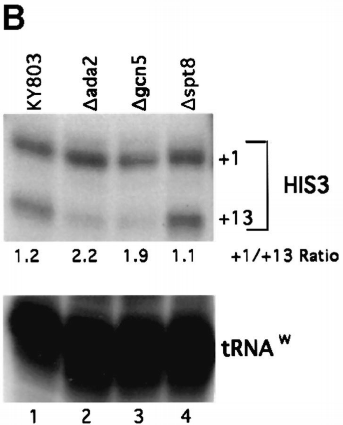 Association of distinct yeast Not2 functional domains with components ...