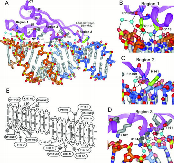 Dsrna Full Form