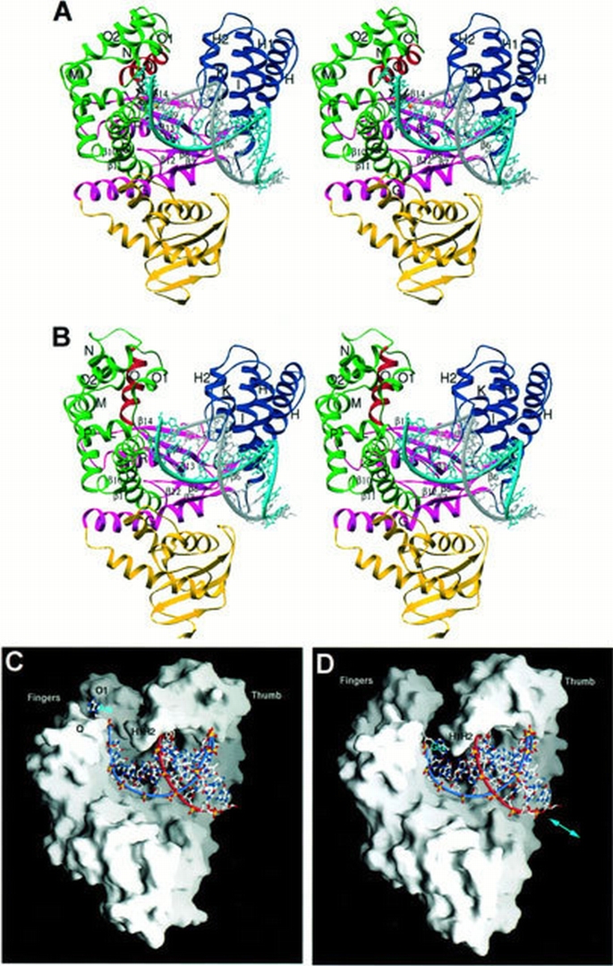 Crystal structures of open and closed forms of binary and ternary ...