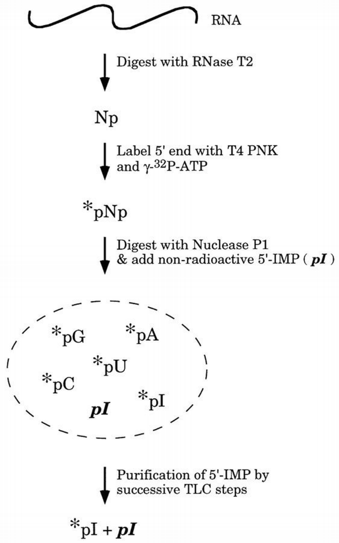 Inosine exists in mRNA at tissue‐specific levels and is most abundant ...