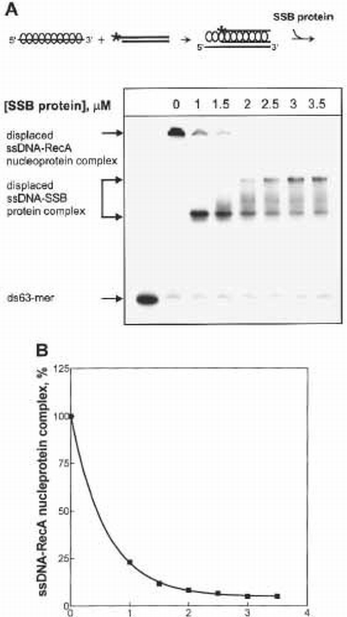 The function of the secondary DNA‐binding site of RecA protein during ...