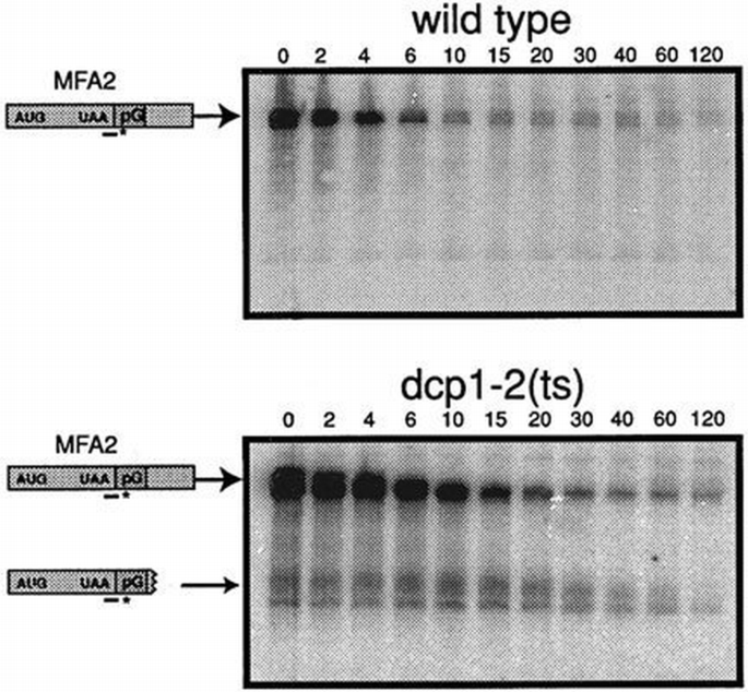 The 3′ to 5′ degradation of yeast mRNAs is a general mechanism for mRNA ...