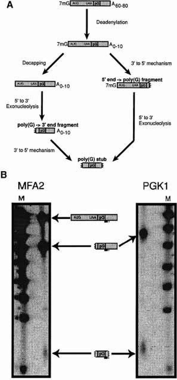 The 3′ to 5′ degradation of yeast mRNAs is a general mechanism for mRNA ...