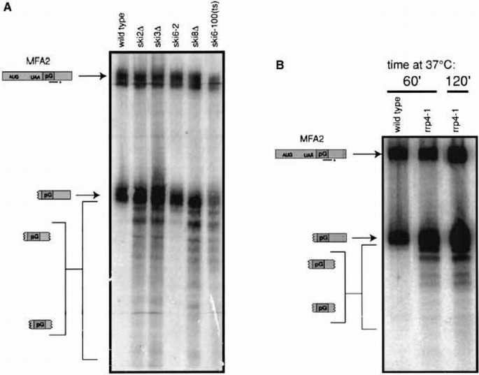 The 3′ to 5′ degradation of yeast mRNAs is a general mechanism for mRNA ...