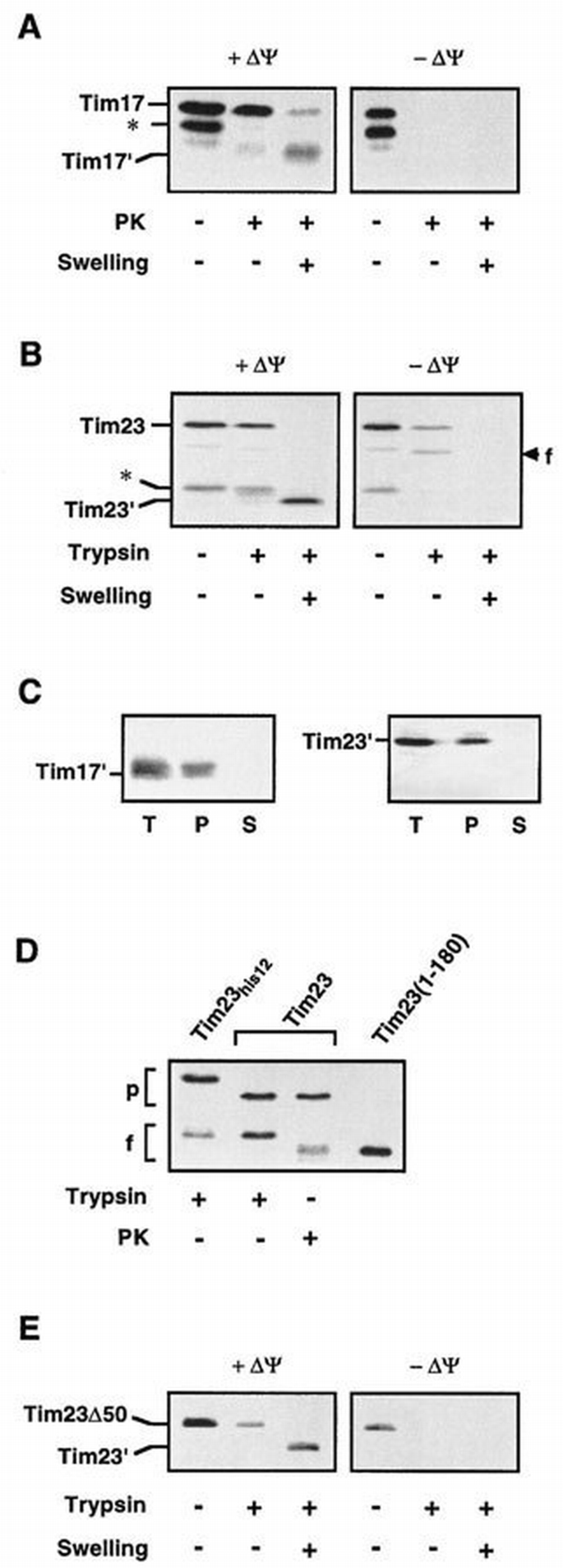 Biogenesis of Tim23 and Tim17, integral components of the TIM machinery ...
