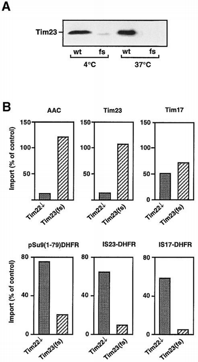 Biogenesis of Tim23 and Tim17, integral components of the TIM machinery ...