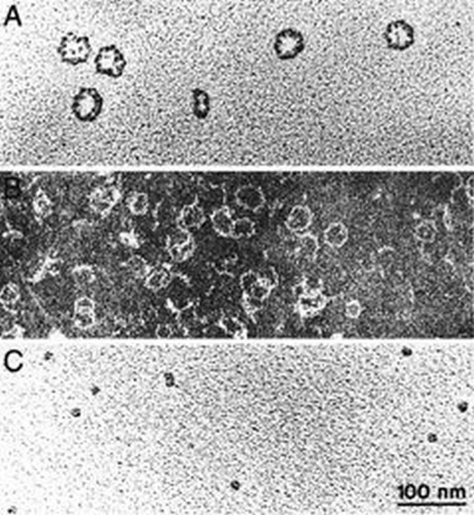 Mac‐2 binding protein is a cell‐adhesive protein of the extracellular ...