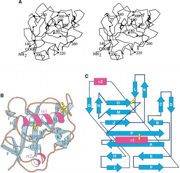 Crystal structure of the angiogenesis inhibitor endostatin at 1.5 Å ...