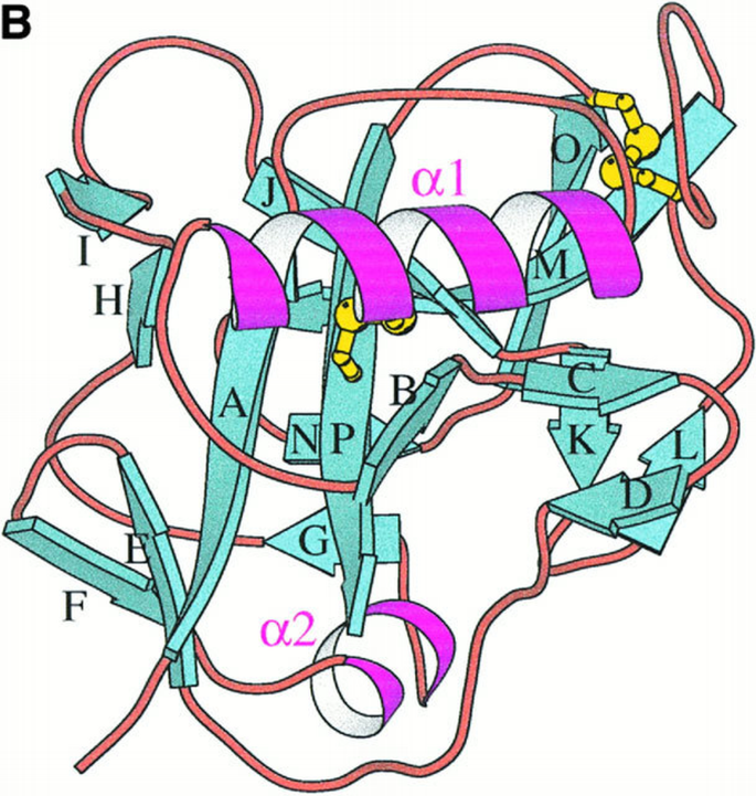 Crystal structure of the angiogenesis inhibitor endostatin at 1.5 Å ...