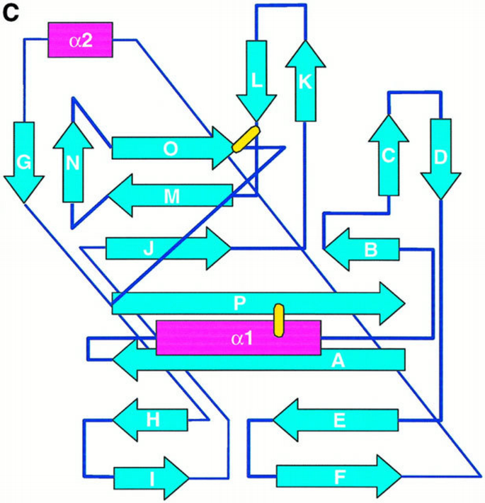 Crystal structure of the angiogenesis inhibitor endostatin at 1.5 Å ...