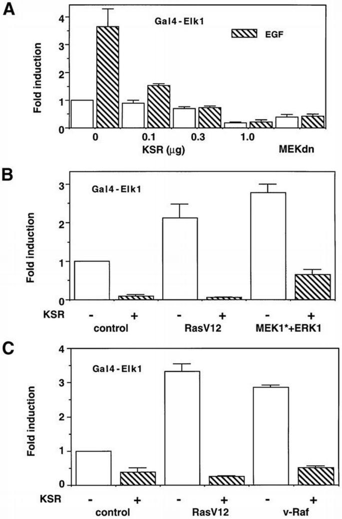 The kinase suppressor of Ras (KSR) modulates growth factor and Ras ...