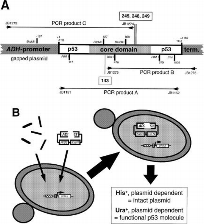 Genetic selection of intragenic suppressor mutations that reverse the ...