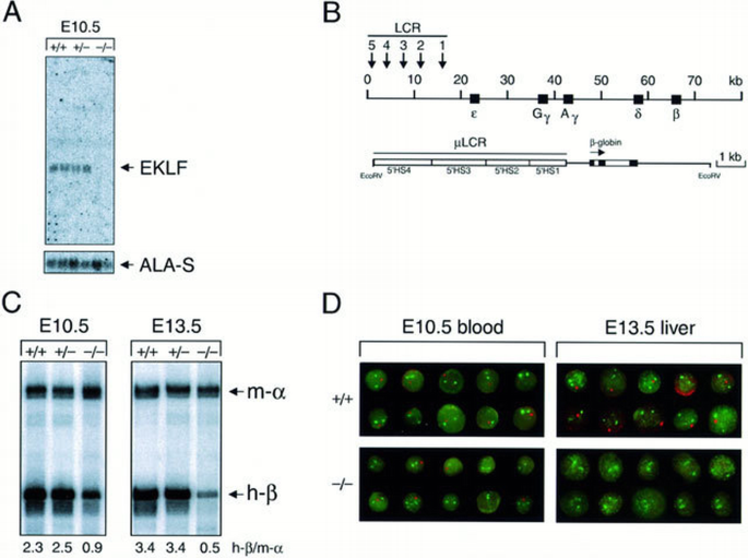 Erythroid Krüppel‐like factor (EKLF) is active in primitive and ...