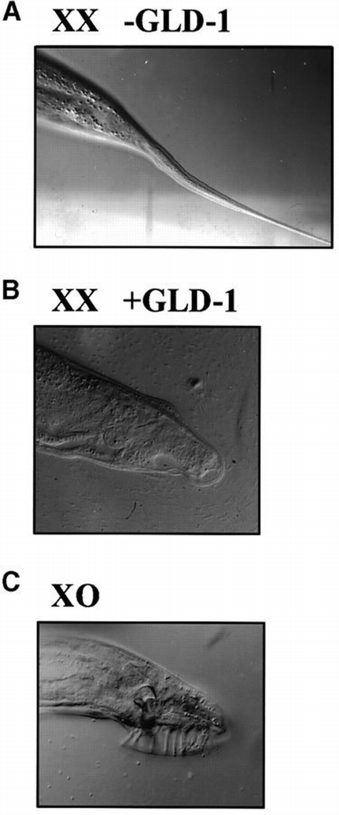 The STAR protein, GLD‐1, is a translational regulator of sexual ...