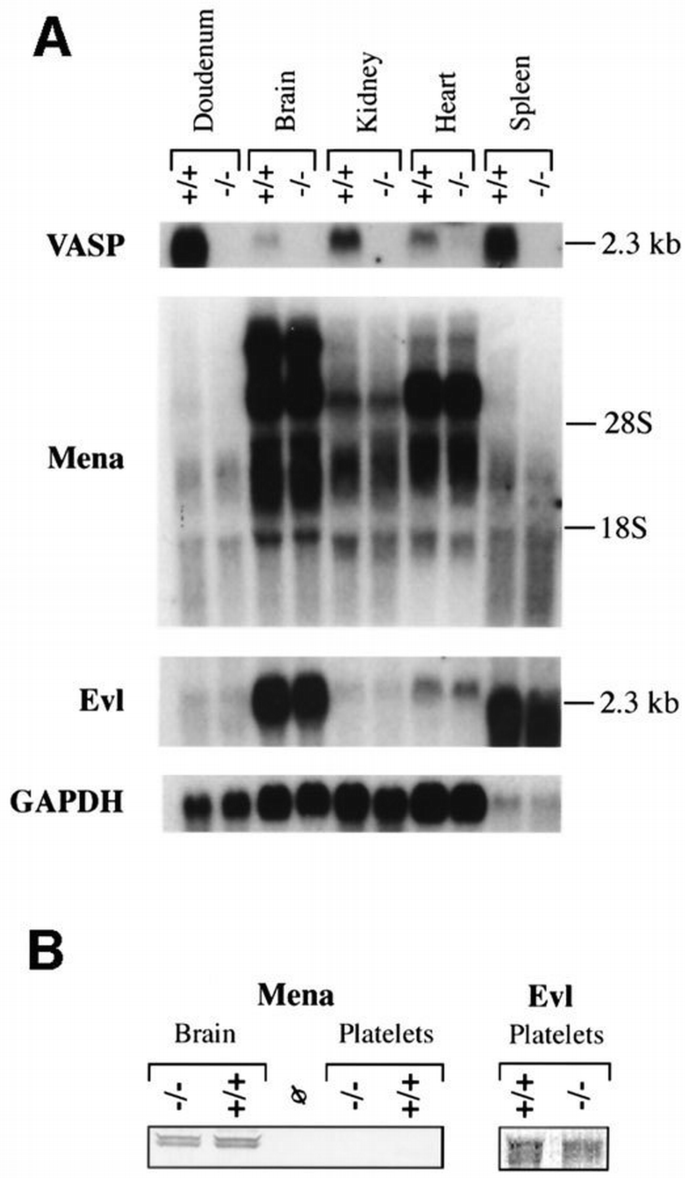 The vasodilator‐stimulated phosphoprotein (VASP) is involved in cGMP ...