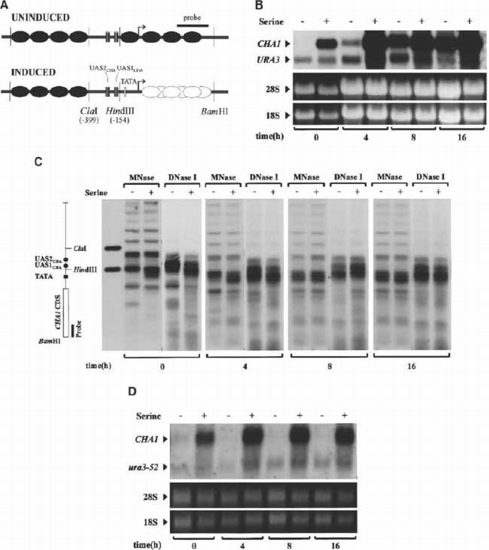 Transcriptional repression of the yeast CHA1 gene requires the ...