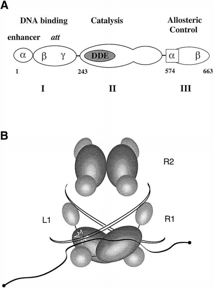 Criss‐crossed interactions between the enhancer and the att sites of ...