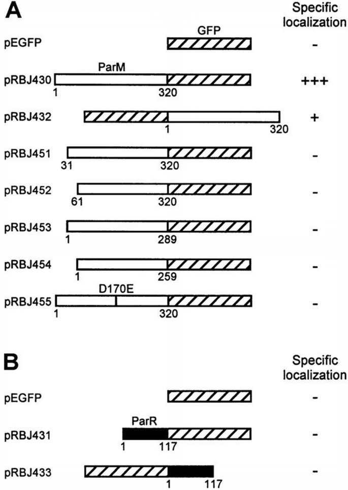 Mechanism of DNA segregation in prokaryotes: ParM partitioning protein ...