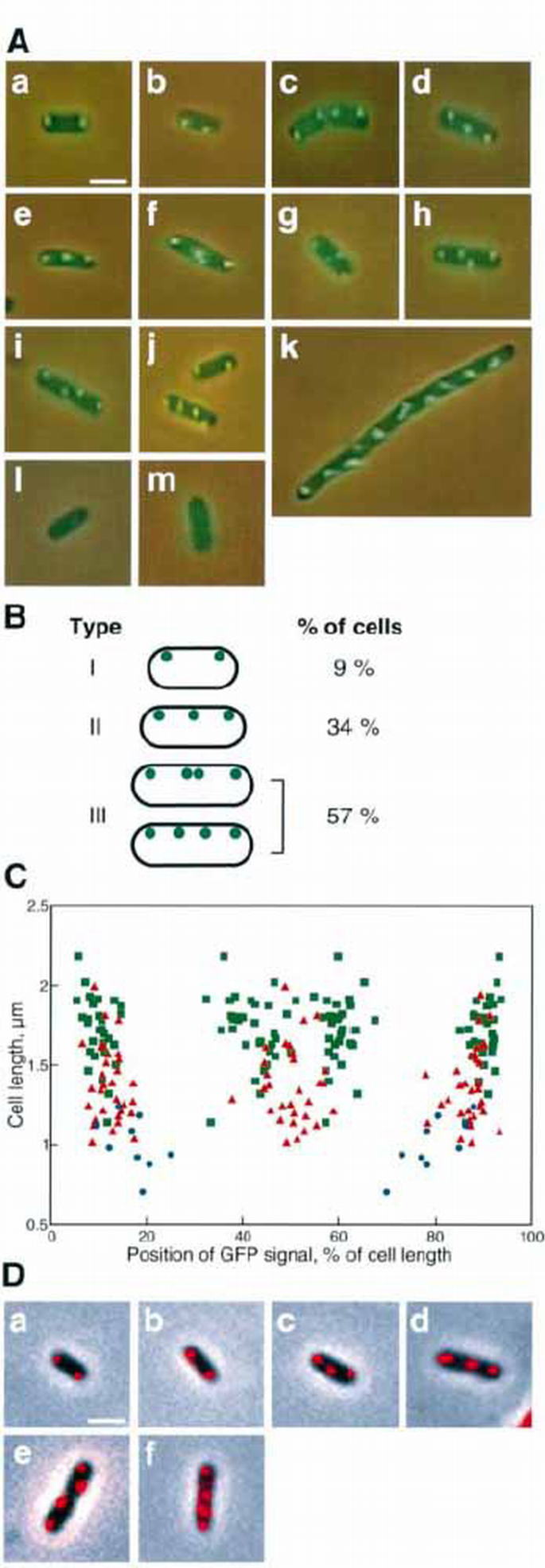 Mechanism of DNA segregation in prokaryotes: ParM partitioning protein ...