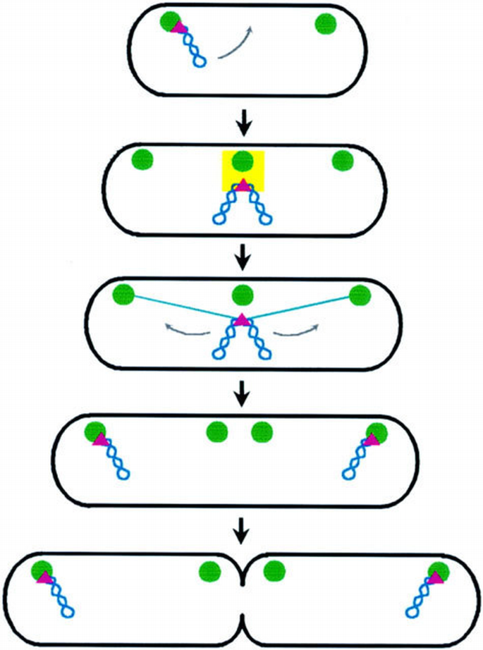 Mechanism of DNA segregation in prokaryotes: ParM partitioning protein ...