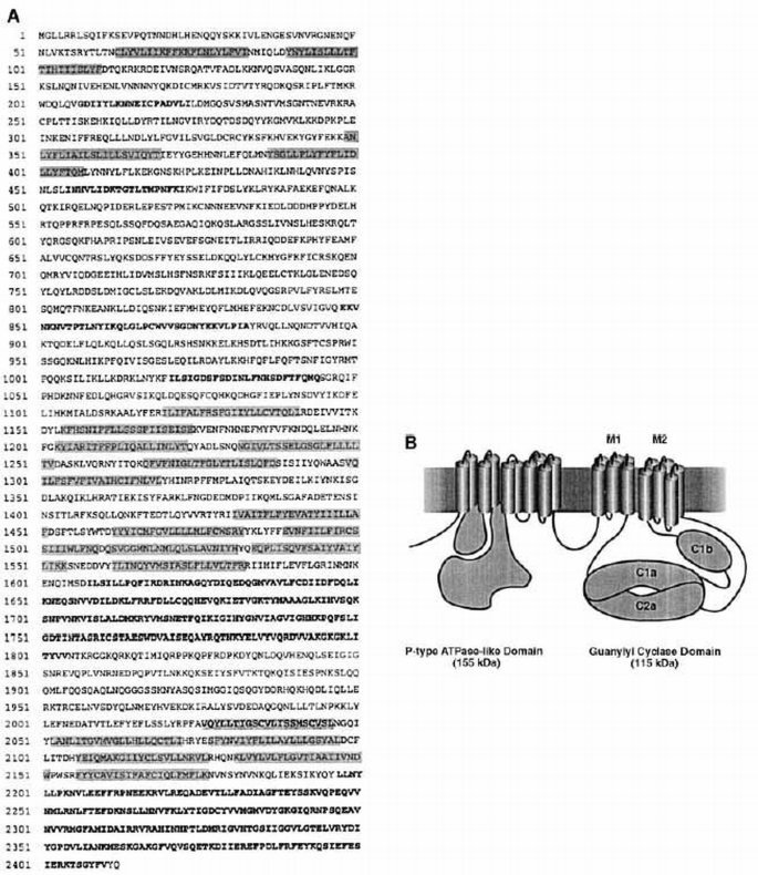 Guanylyl cyclases with the topology of mammalian adenylyl cyclases and ...