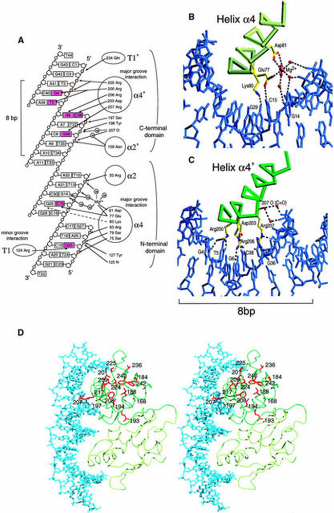 Crystal structure of a prokaryotic replication initiator protein bound ...