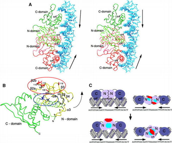 Crystal structure of a prokaryotic replication initiator protein bound ...