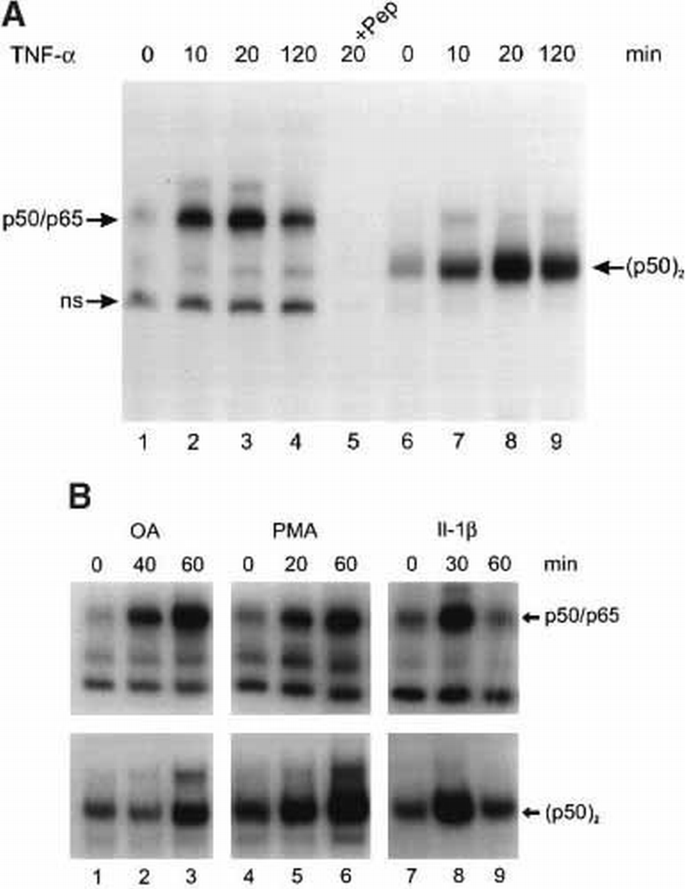 NF‐κB p105 is a target of IκB kinases and controls signal induction of ...
