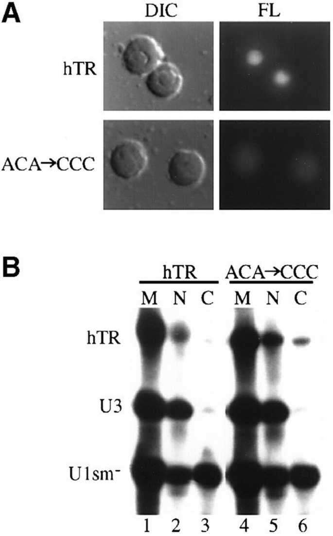 Nucleolar localization signals of Box H/ACA small nucleolar RNAs | The ...